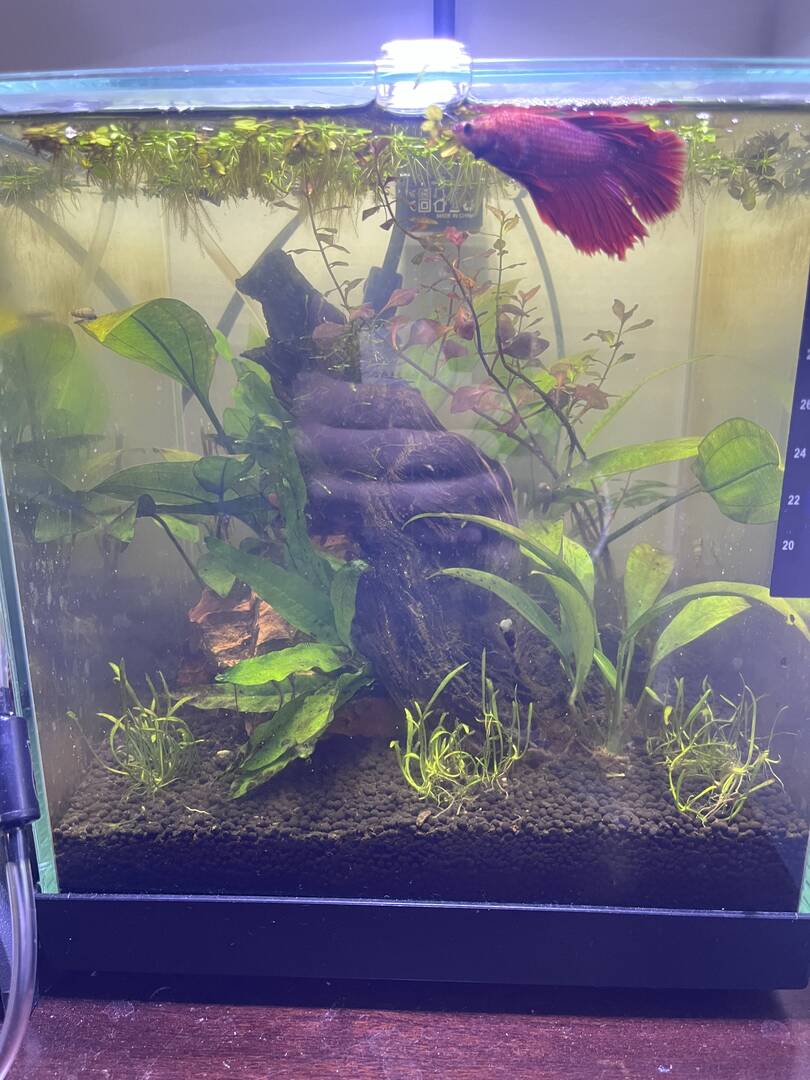 How to successfully make a dosing schedule - Plants, Algae, and ...