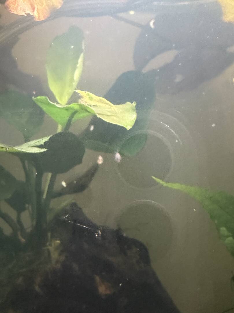 Small grey/white bugs on fish - Diseases - Aquarium Co-Op Forum