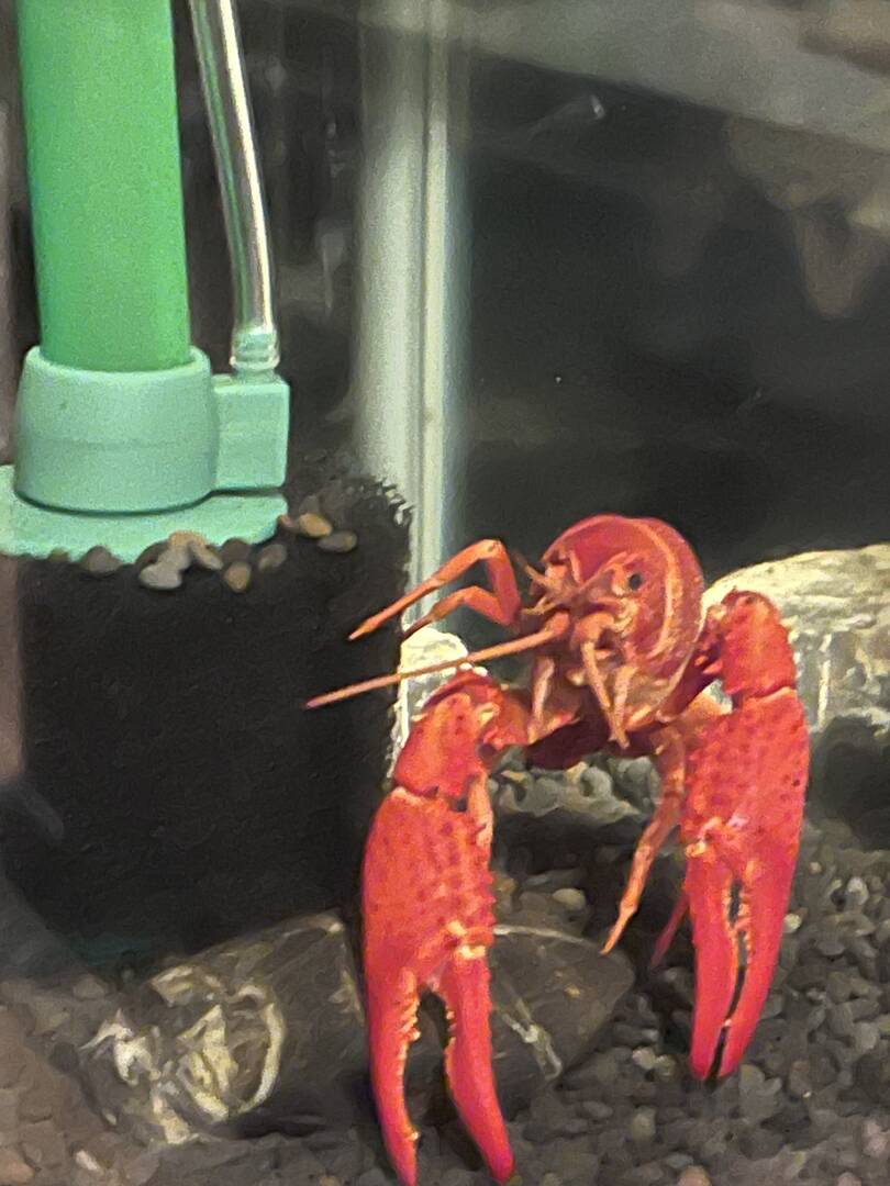 Old crayfish moly vs dying - Other Pets - Aquarium Co-Op Forum