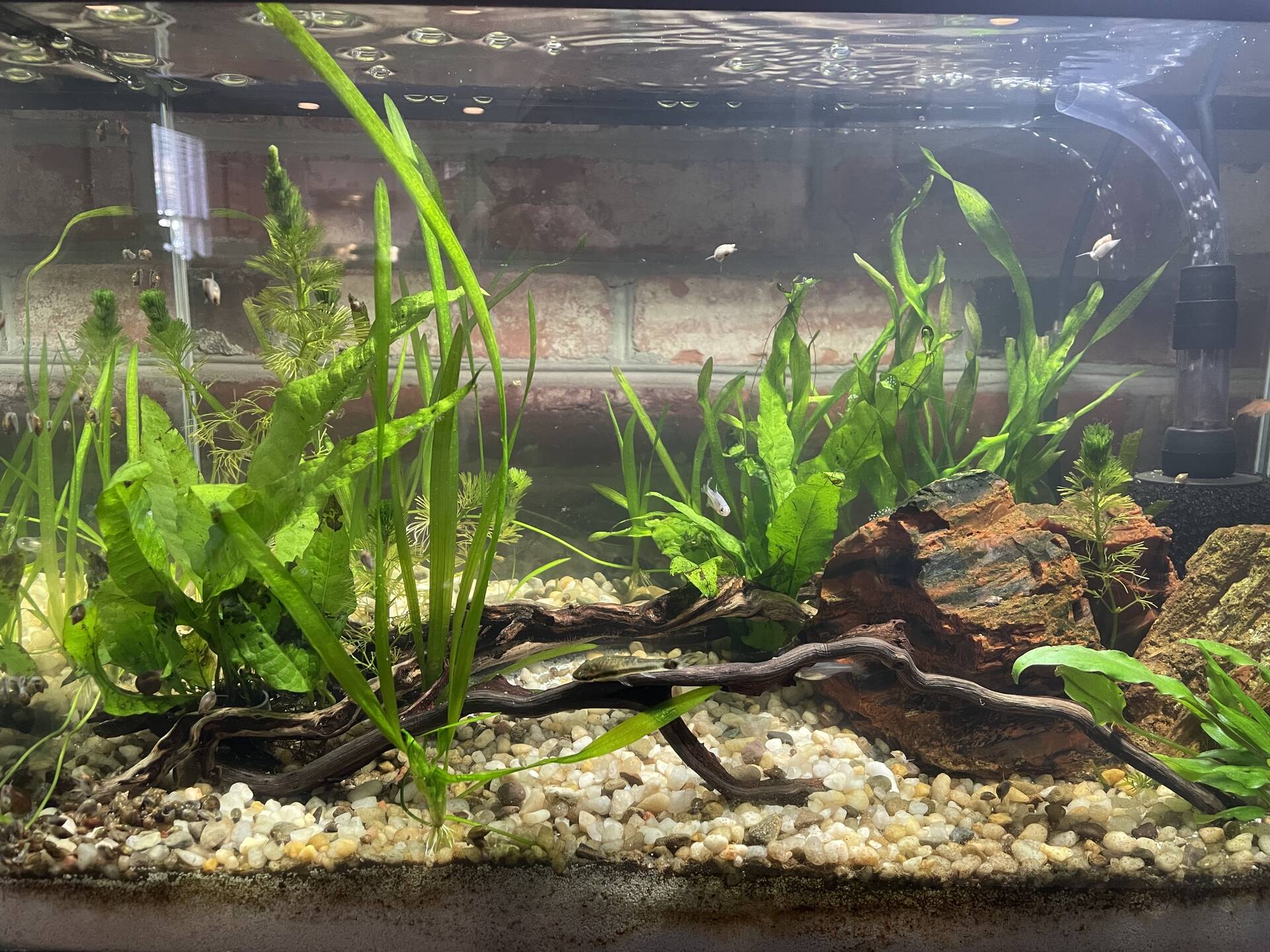 Long-Finned Leopard Danios dying quickly - Diseases - Aquarium Co-Op Forum