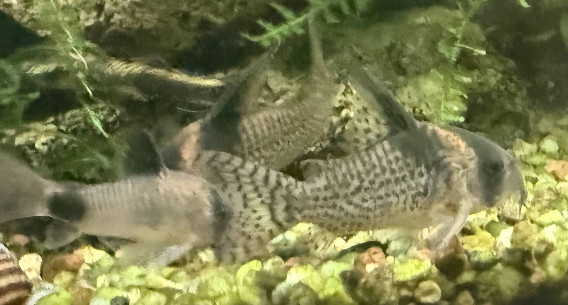 Corydora identification - General Chat - Aquarium Co-Op Forum