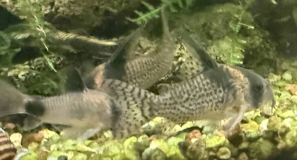 Corydora identification - General Chat - Aquarium Co-Op Forum