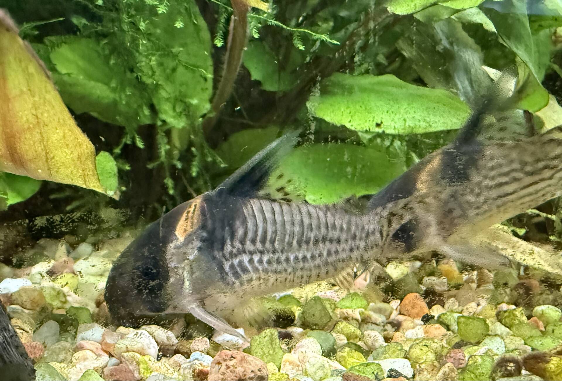 Corydora identification - General Chat - Aquarium Co-Op Forum