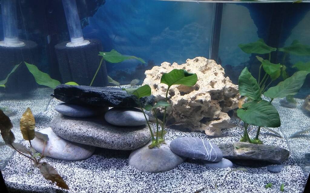 Substrate/Water requirements for Bottom Feeders - General Chat ...