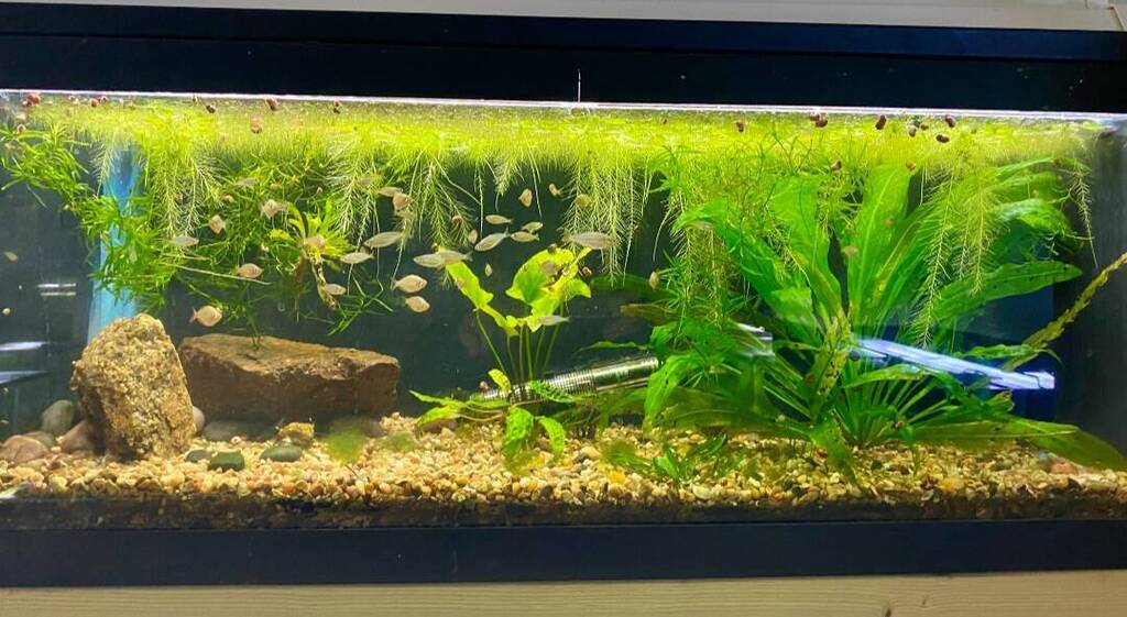 Dwarf Neon Rainbowfish Grow Up - Fish Breeding - Aquarium Co-Op Forum