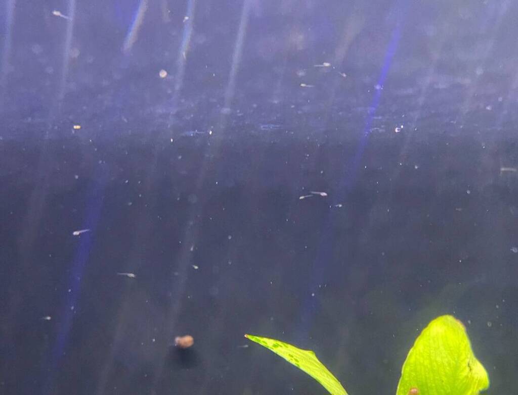Dwarf Neon Rainbowfish Grow Up - Fish Breeding - Aquarium Co-Op Forum