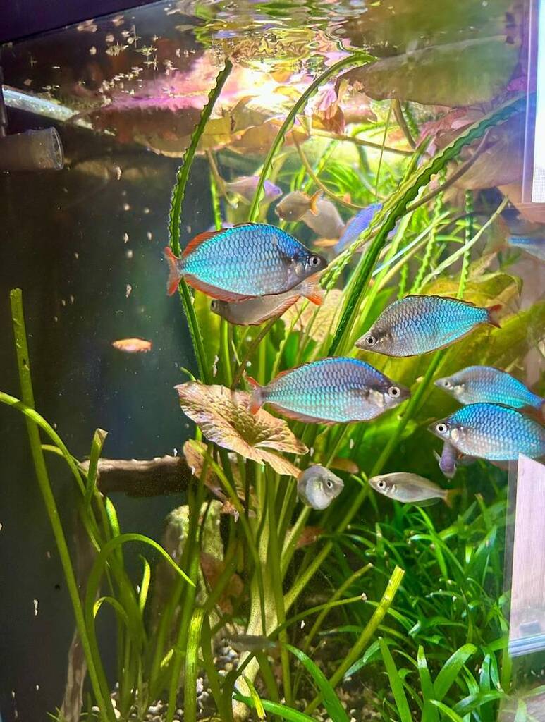 Dwarf Neon Rainbowfish Grow Up - Fish Breeding - Aquarium Co-Op Forum