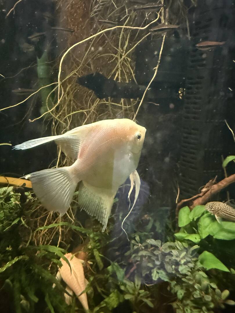 White growth on Angel Fish Fin - Diseases - Aquarium Co-Op Forum