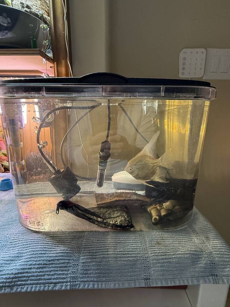 White growth on Angel Fish Fin - Page 2 - Diseases - Aquarium Co-Op Forum