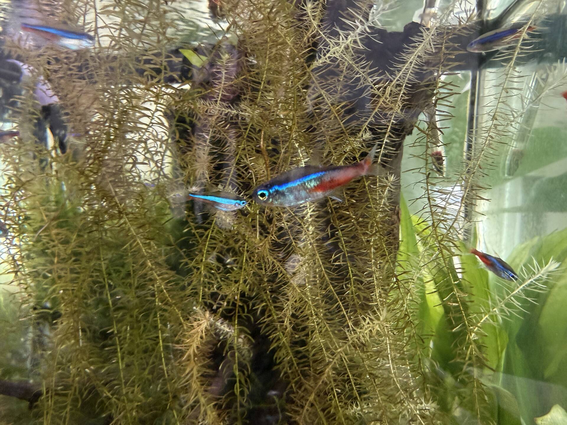 Is this neon tetra disease, columnaris, or what? - Diseases - Aquarium ...