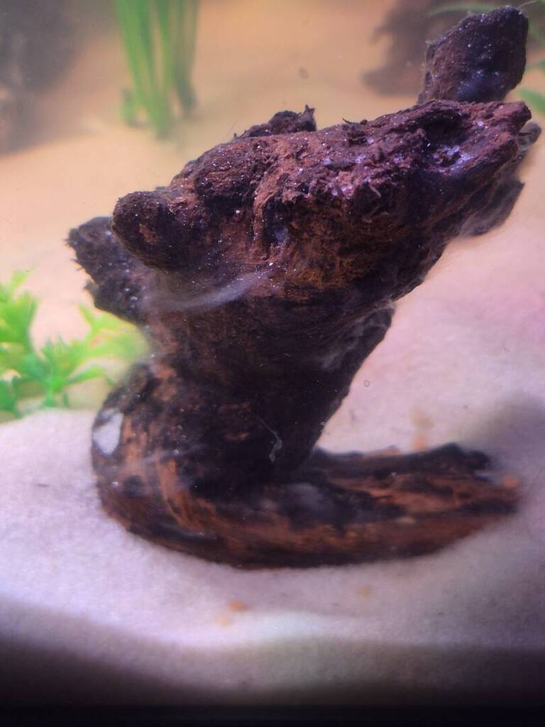 What is this clear blob substance - General Chat - Aquarium Co-Op Forum