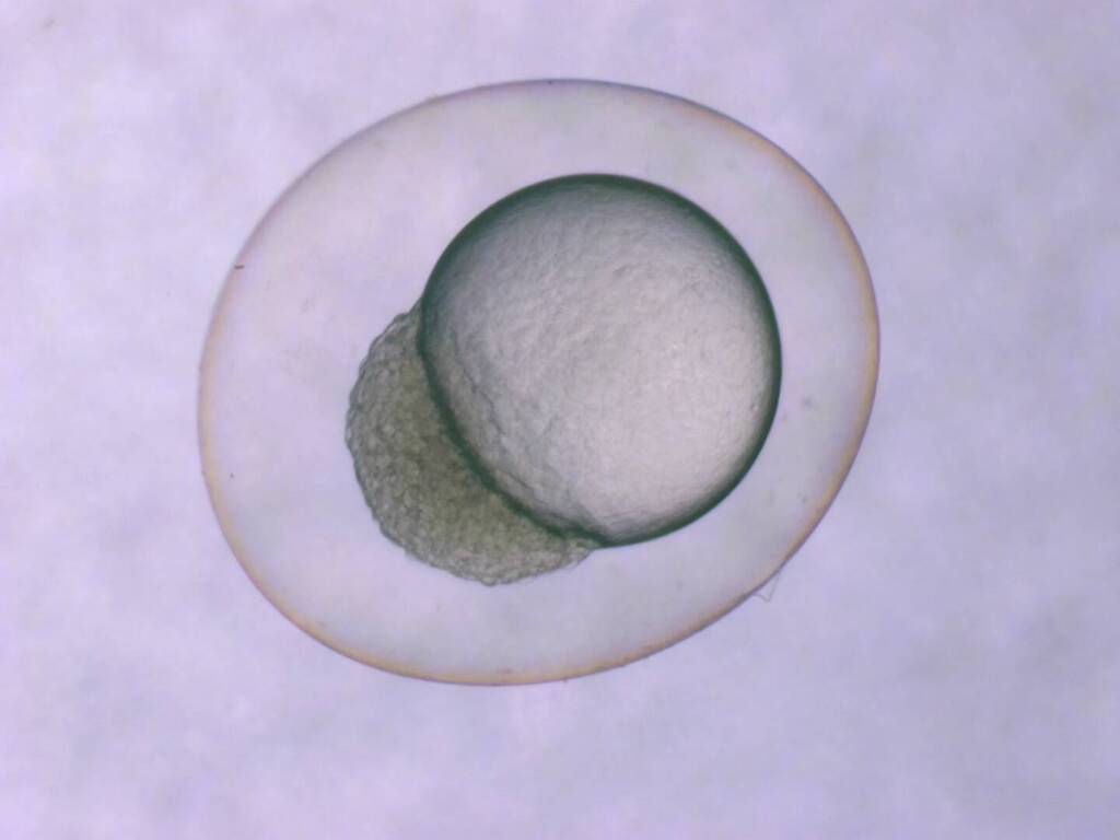 Celestial Pearl Danio - Embryo Development - Fish Breeding - Aquarium ...