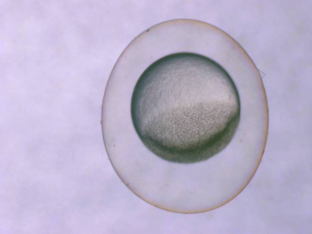 Celestial Pearl Danio - Embryo Development - Fish Breeding - Aquarium ...