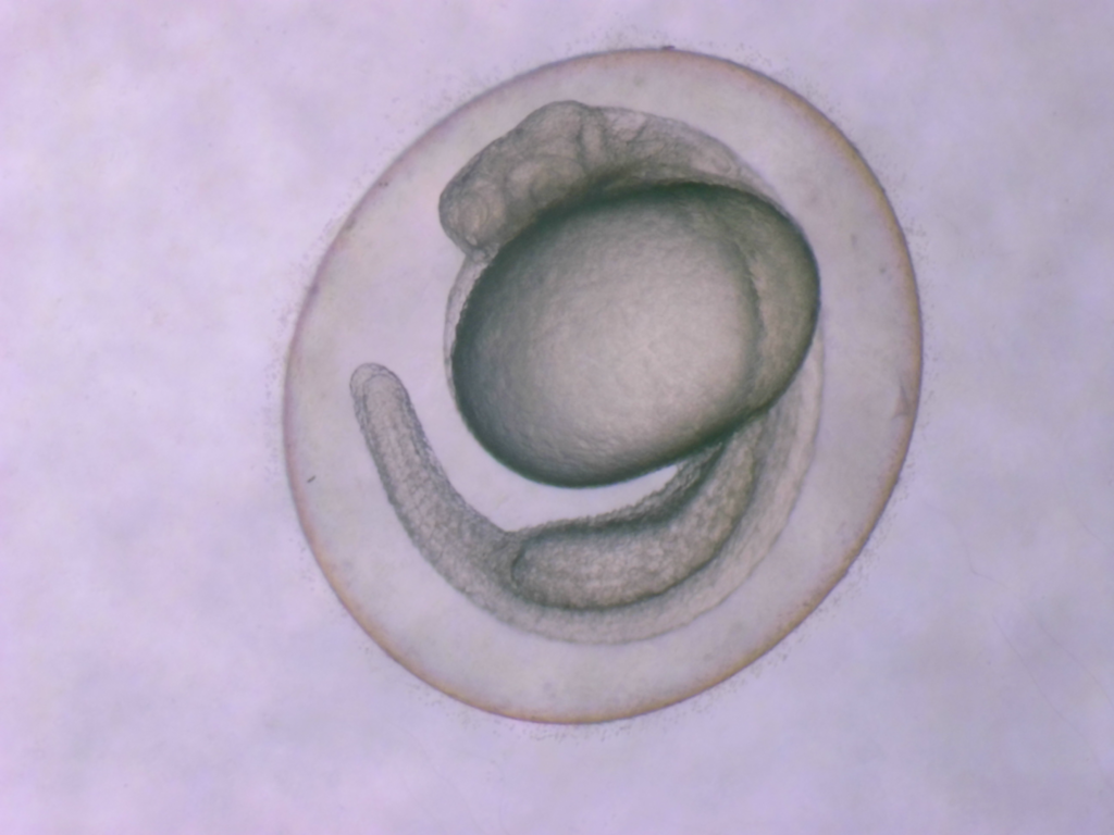 Celestial Pearl Danio - Embryo Development - Fish Breeding - Aquarium ...