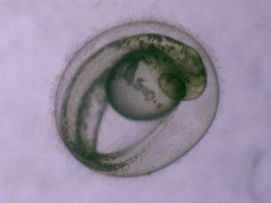 Celestial Pearl Danio - Embryo Development - Fish Breeding - Aquarium ...