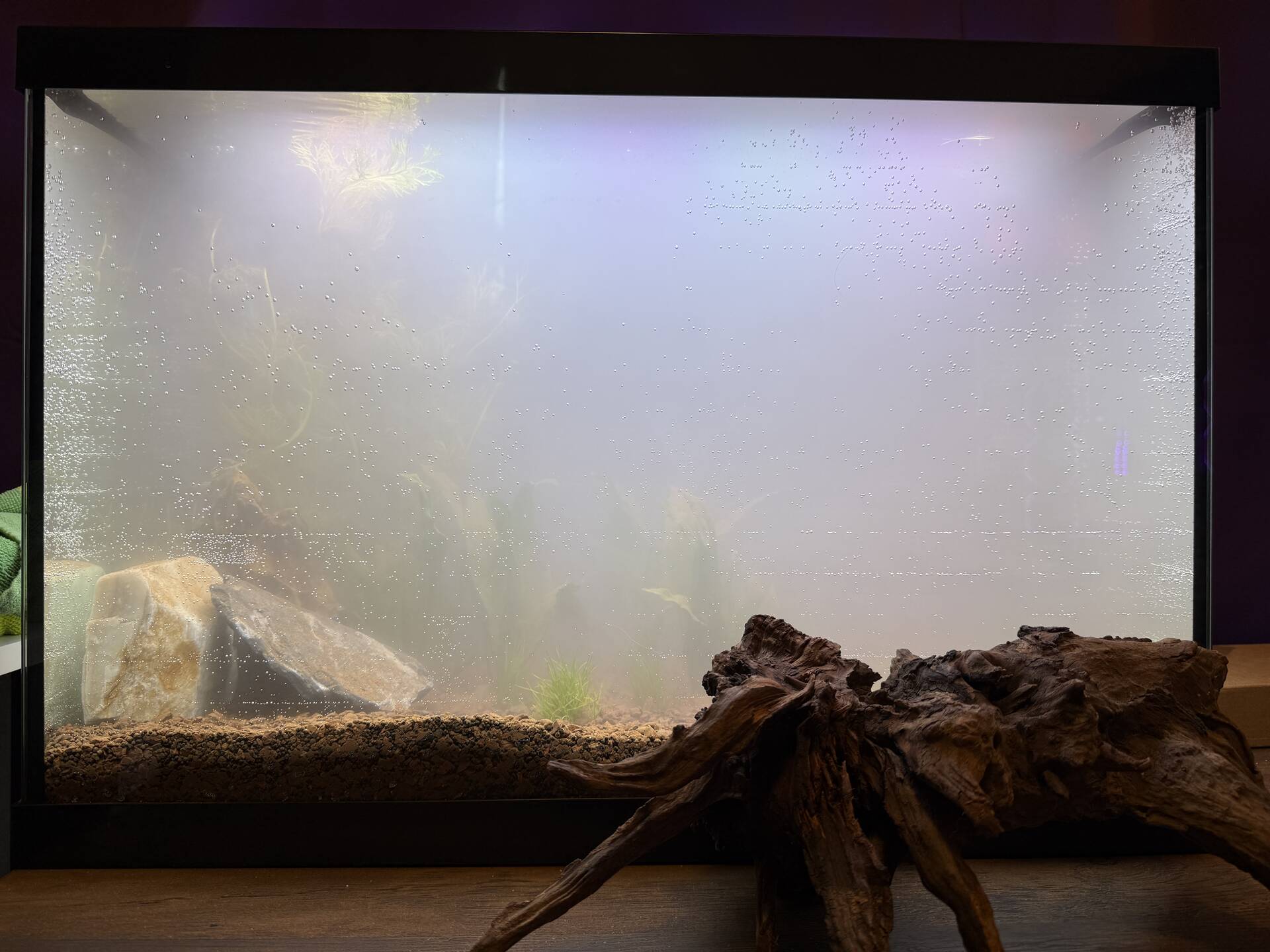 Betta tank mates for 20-gallon tall planted tank - General Chat ...