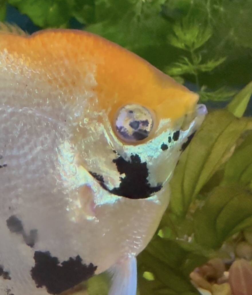 Angel fish breeding pair - Fish Breeding - Aquarium Co-Op Forum