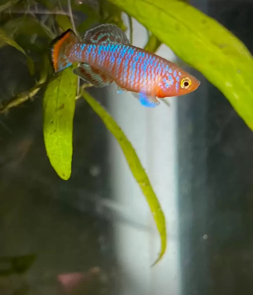Nothobranchius rachovii - starting with eggs - Fish Breeding - Aquarium ...