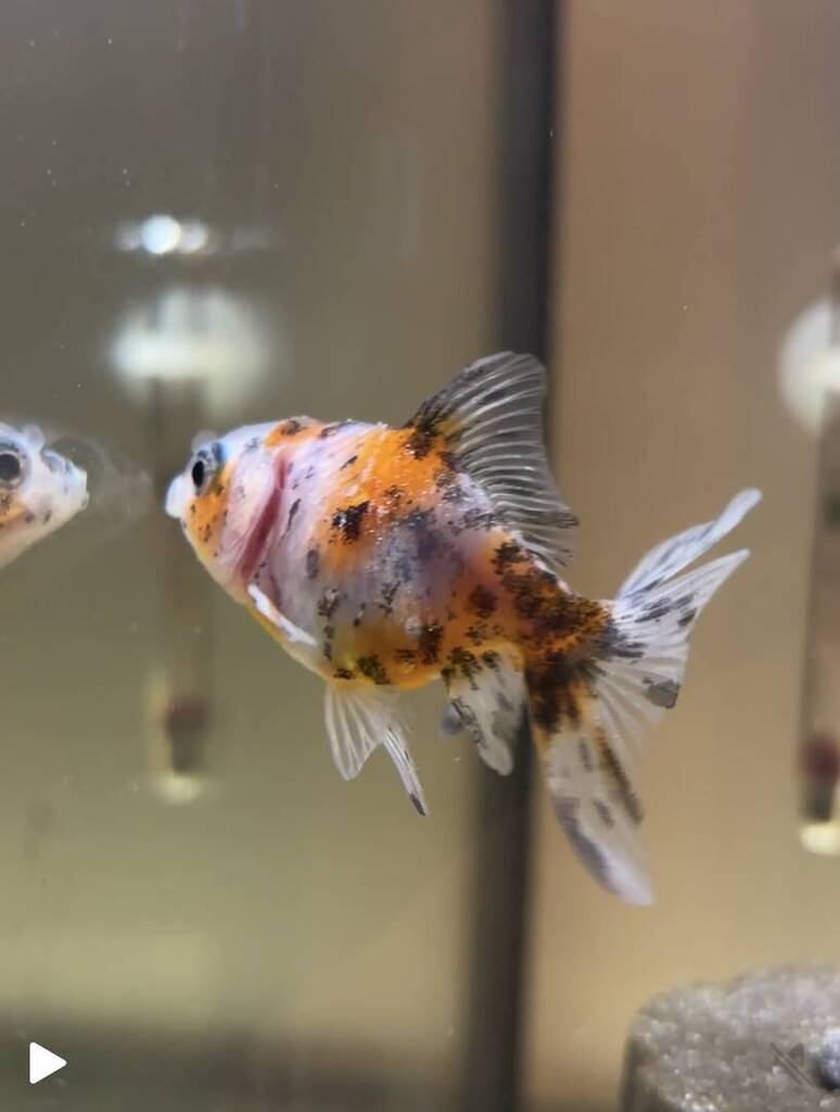 Is this the Ich? First time fish owner! - Diseases - Aquarium Co-Op Forum
