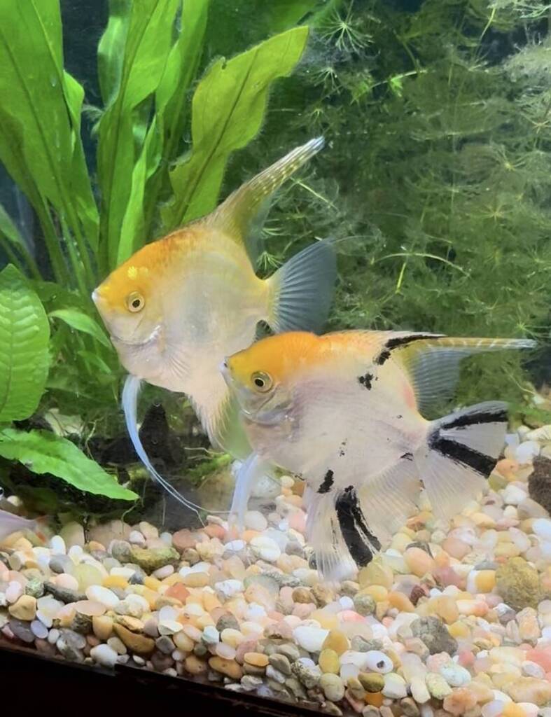 Angel fish breeding pair - Fish Breeding - Aquarium Co-Op Forum