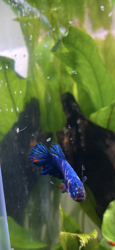 Betta fish fin rot/graphite disease? - Diseases - Aquarium Co-Op Forum