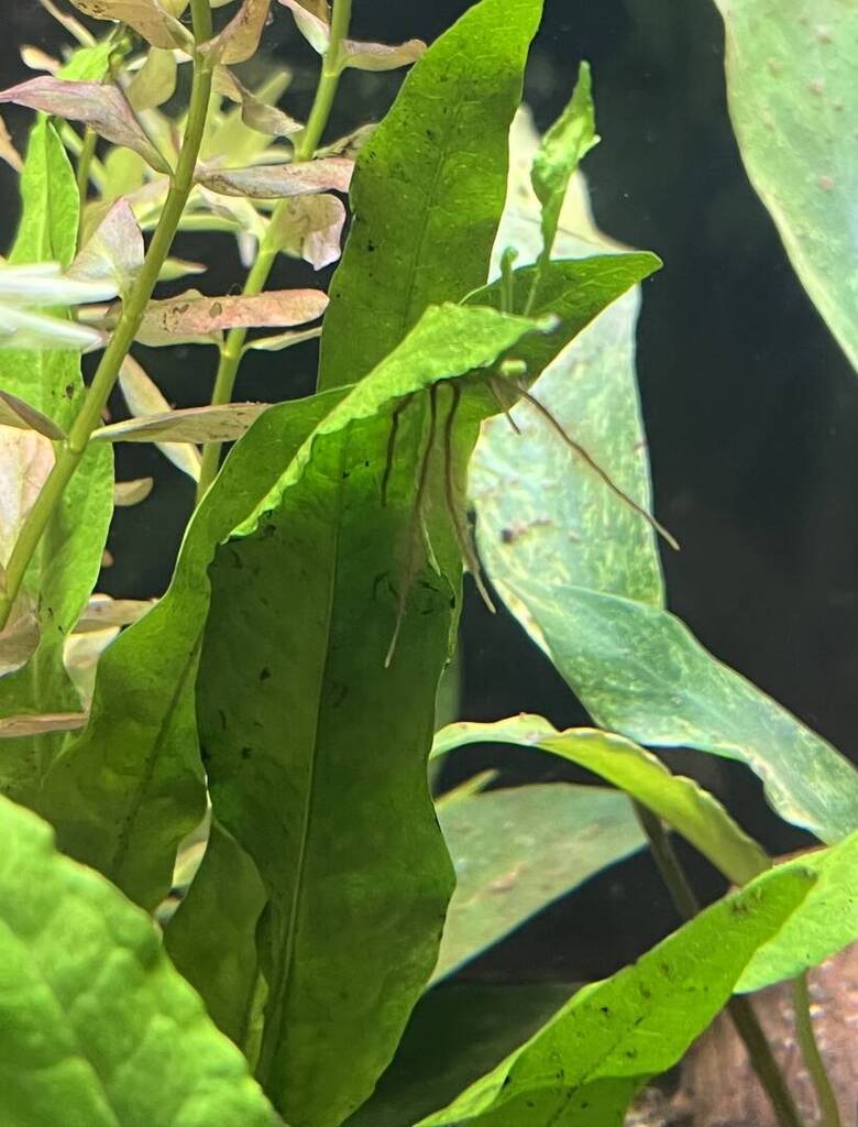When to plant java fern sprouts? - General Chat - Aquarium Co-Op Forum