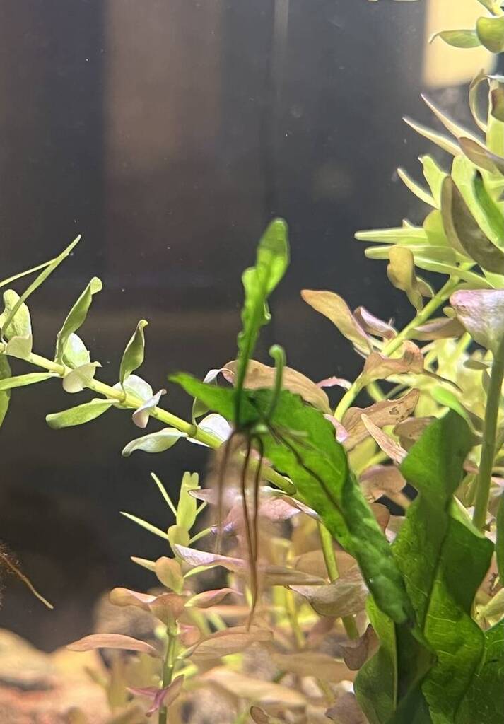 When to plant java fern sprouts? - General Chat - Aquarium Co-Op Forum