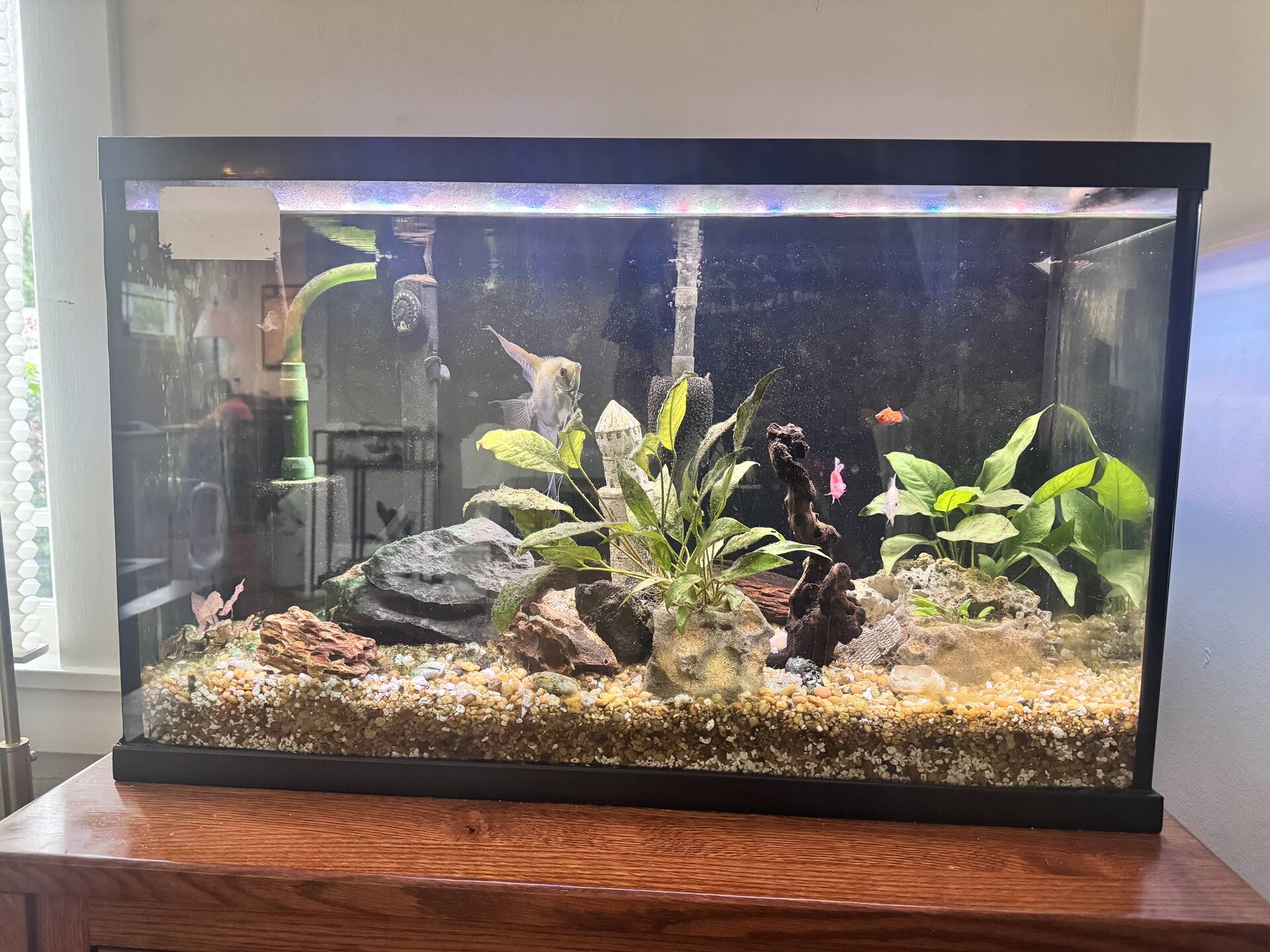 Is this algae growing on the leaves? How to remove - Plants, Algae, and ...