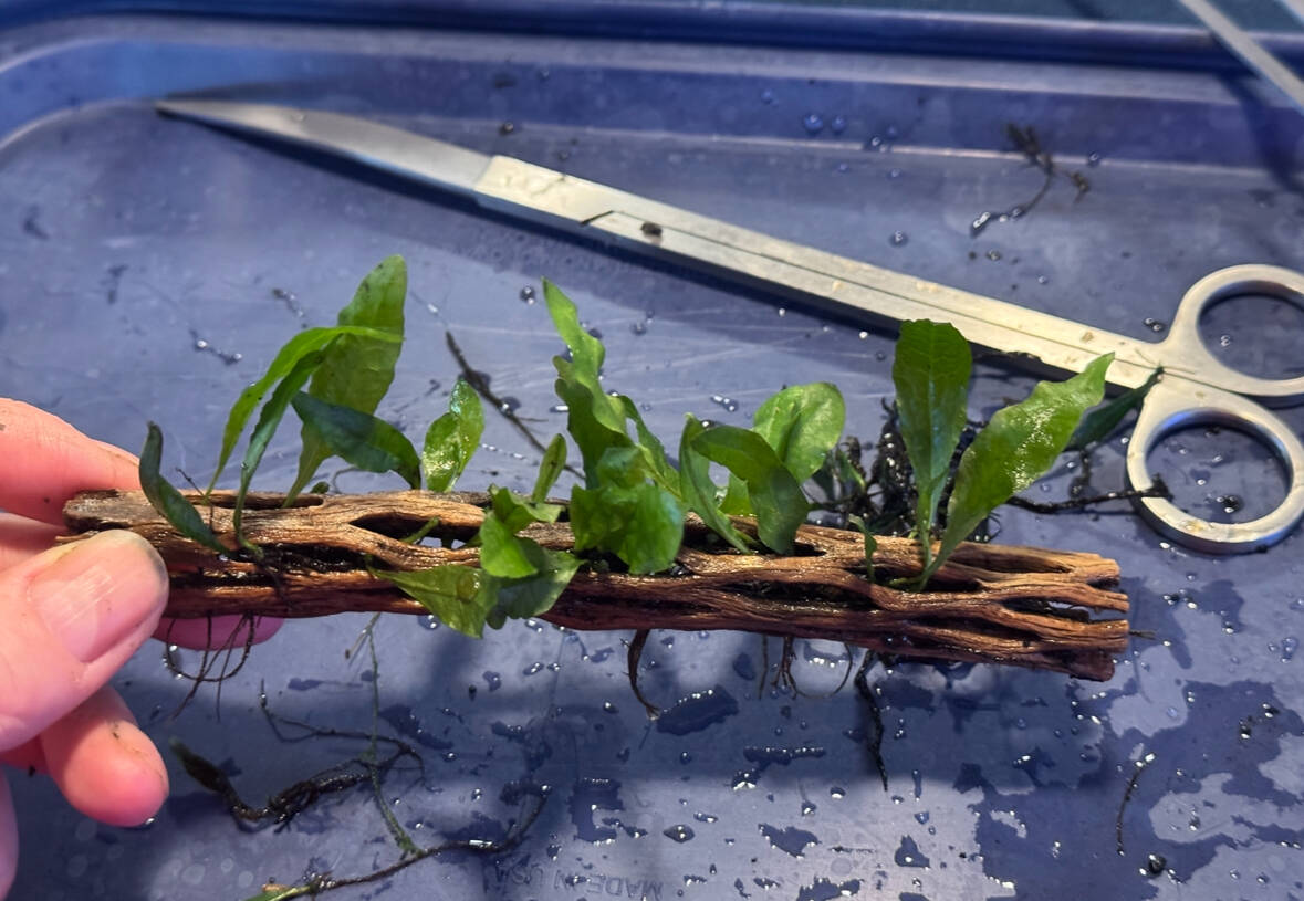When to plant java fern sprouts? - General Chat - Aquarium Co-Op Forum