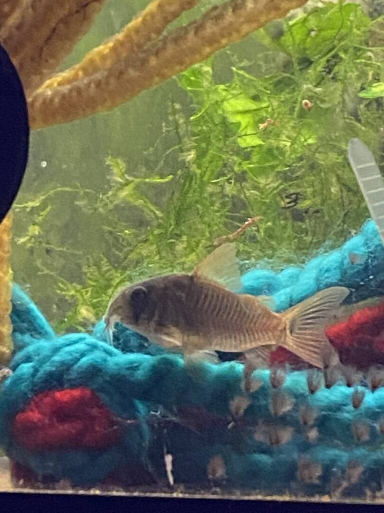 What fish got you into the hobby, what fish exceeded your expectations ...