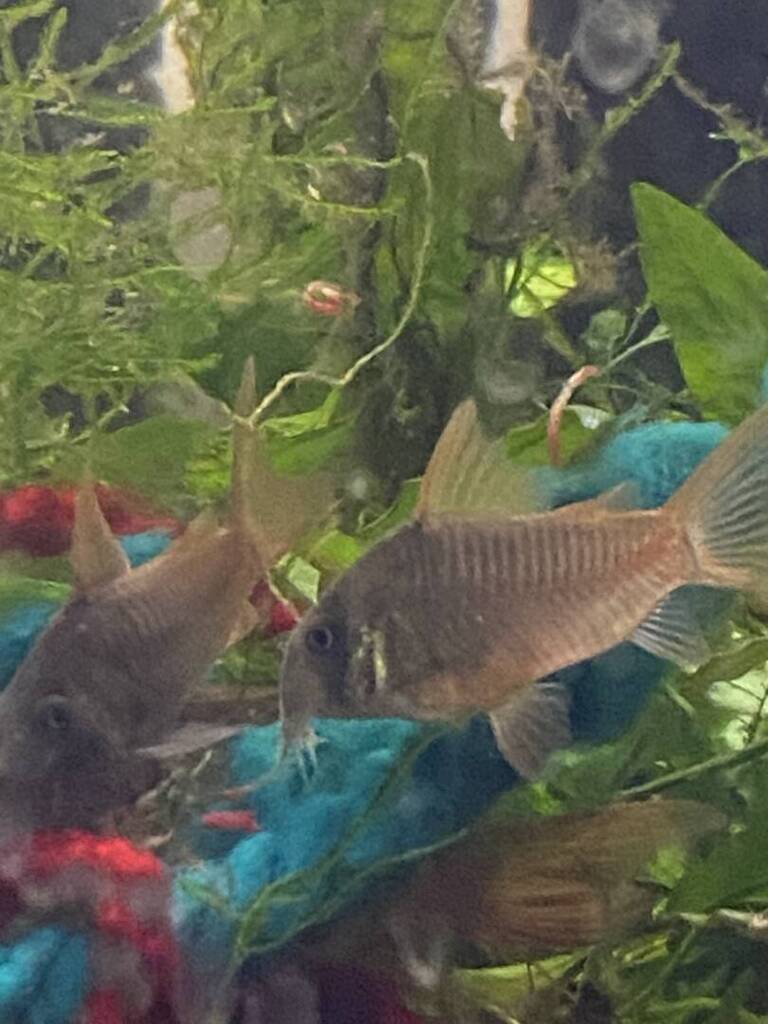 What fish got you into the hobby, what fish exceeded your expectations ...