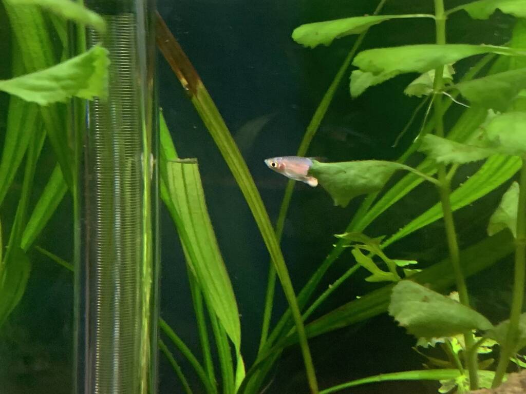 Kizmast - Aquarium Co-Op Forum