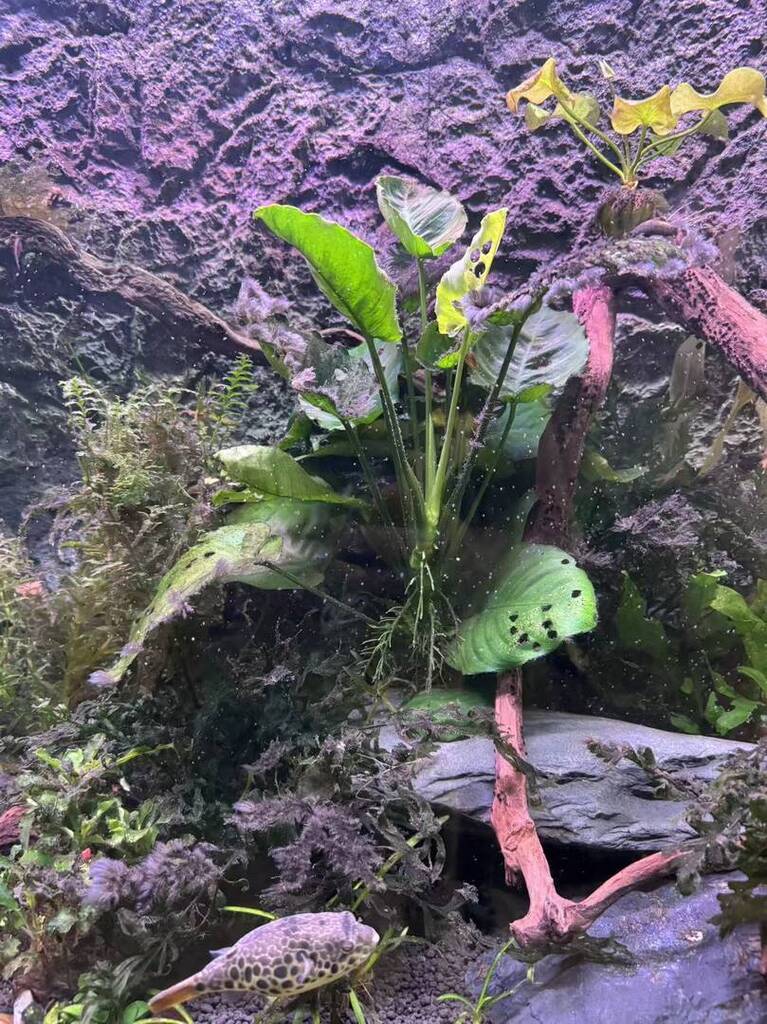 My tank is anti-plant - Plants, Algae, and Fertilizers - Aquarium Co-Op ...