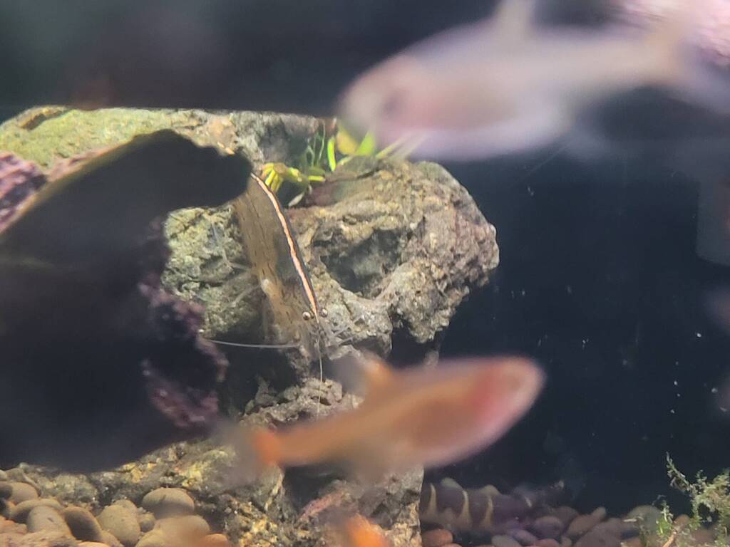 Red/Brown Spot on Amano Shrimp - Diseases - Aquarium Co-Op Forum