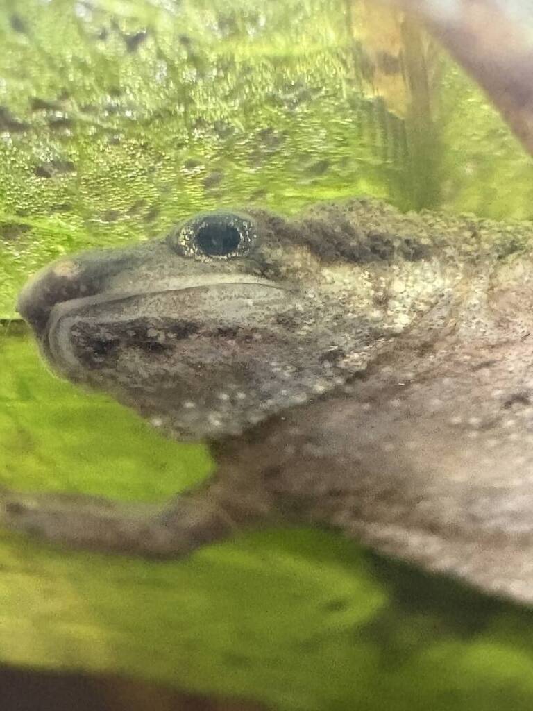 please enjoy my pictures of my adf 🐸 - Photos, Videos & Journals ...