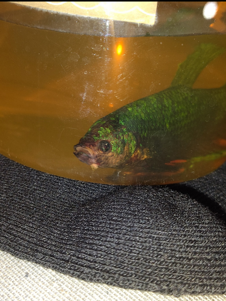 Betta with bulging eyes, blind in one eye and low vision in the other ...