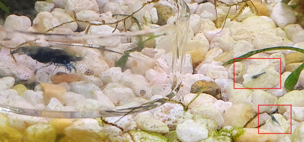 Shrimplets! - Shrimp Chat - Aquarium Co-Op Forum
