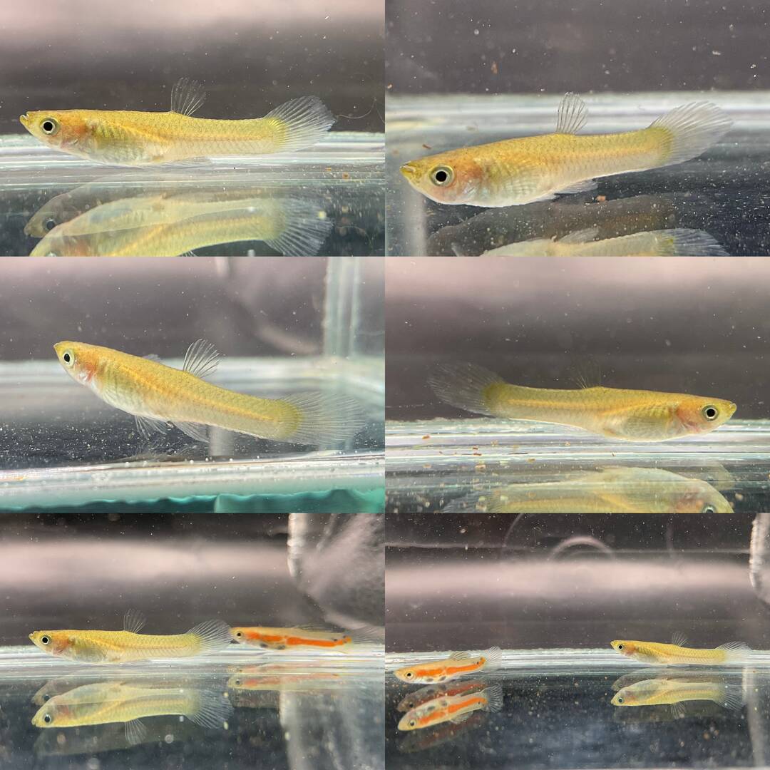 Recent media on my Poecilia’s and hybrids - Photos, Videos & Journals ...