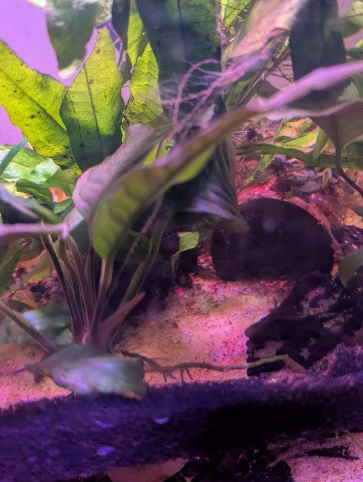Bolivian Ram question - General Chat - Aquarium Co-Op Forum