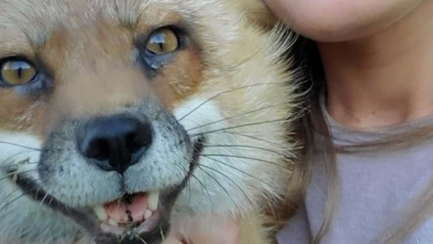Who Was Finnegan the Fox? - 2026 Memes - Uncrowned Addiction