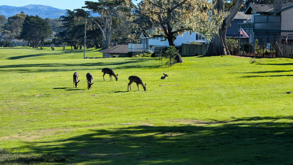 POST GOLF COURSE WILDLIFE PICS - Page 24 - Courses, Memberships and ...