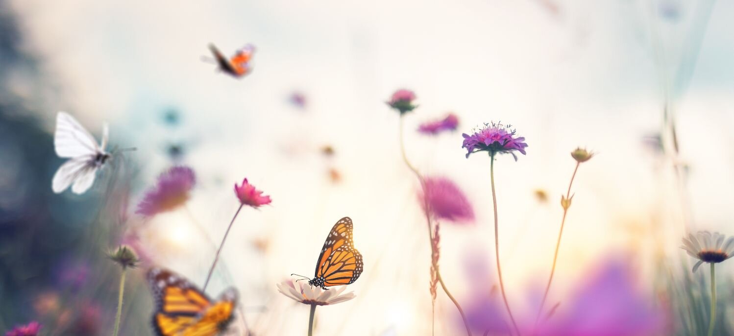 The Science Behind the "Butterflies in the Stomach" Sensation in Love ...