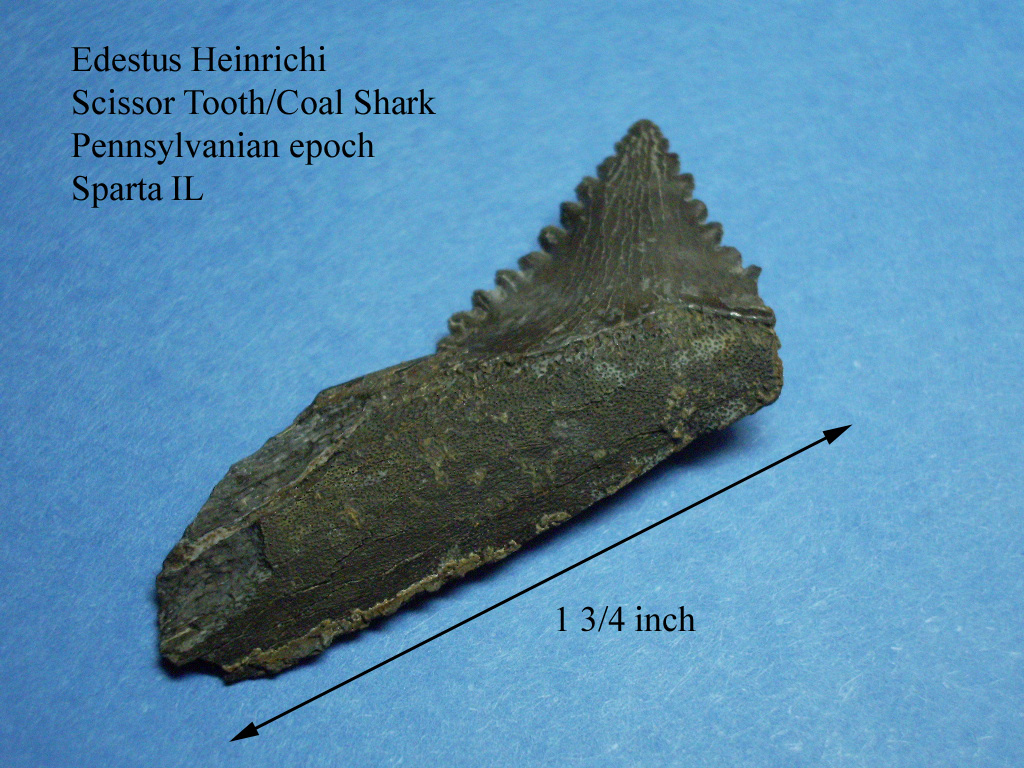 Edestus Heinrichi - Member Collections - The Fossil Forum