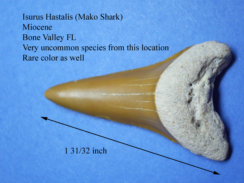 Bone Valley Mako - Member Collections - The Fossil Forum