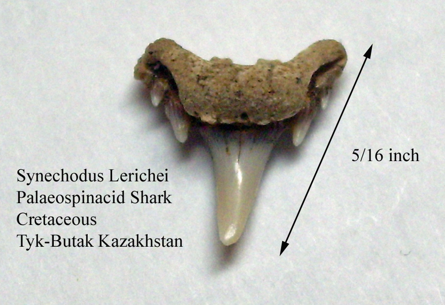 Synechodus Lerichei - Member Collections - The Fossil Forum