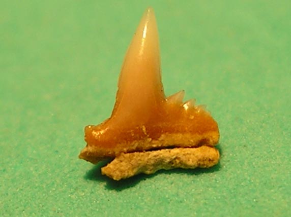Paragaleus pulchellus 1.jpg - Member Collections - The Fossil Forum