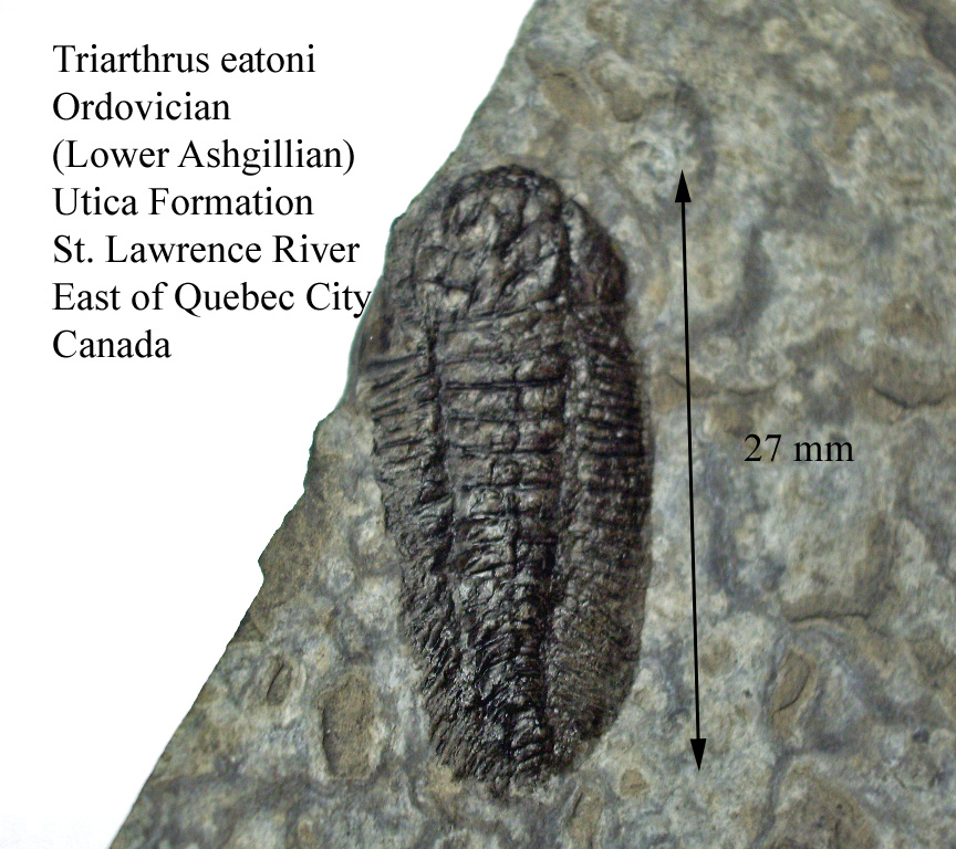 Triarthrus eatoni - Member Collections - The Fossil Forum