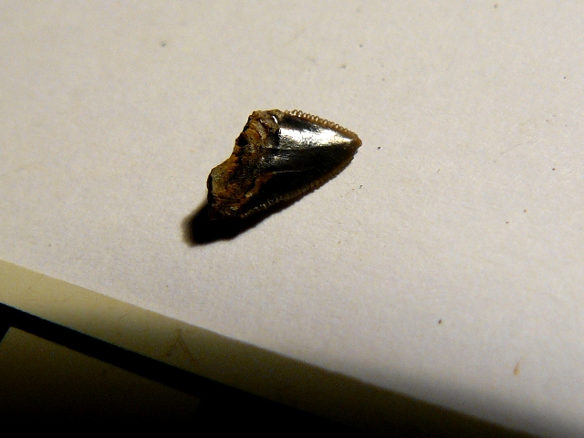Sqlx Tooth/ Blue Hill Shale - Member Collections - The Fossil Forum