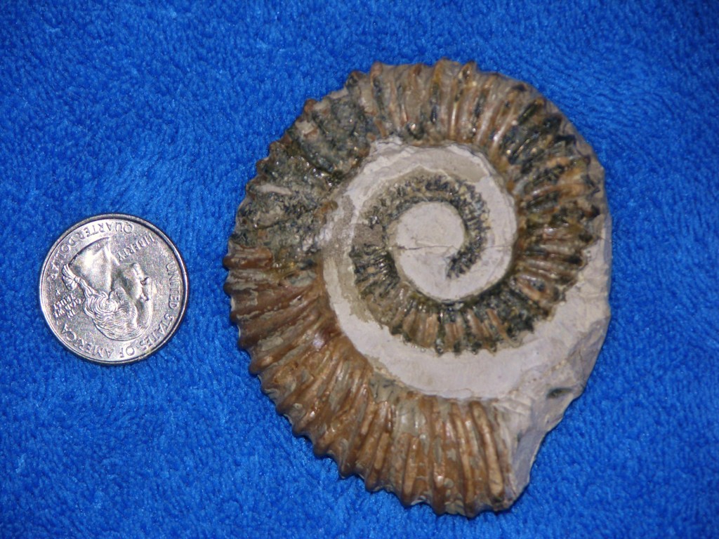 020.JPG - Member Collections - The Fossil Forum