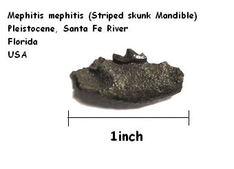 mephitis mephitis - Member Collections - The Fossil Forum